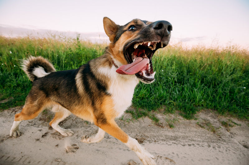 Deciphering Dog Talk: Understanding Canine Body Language