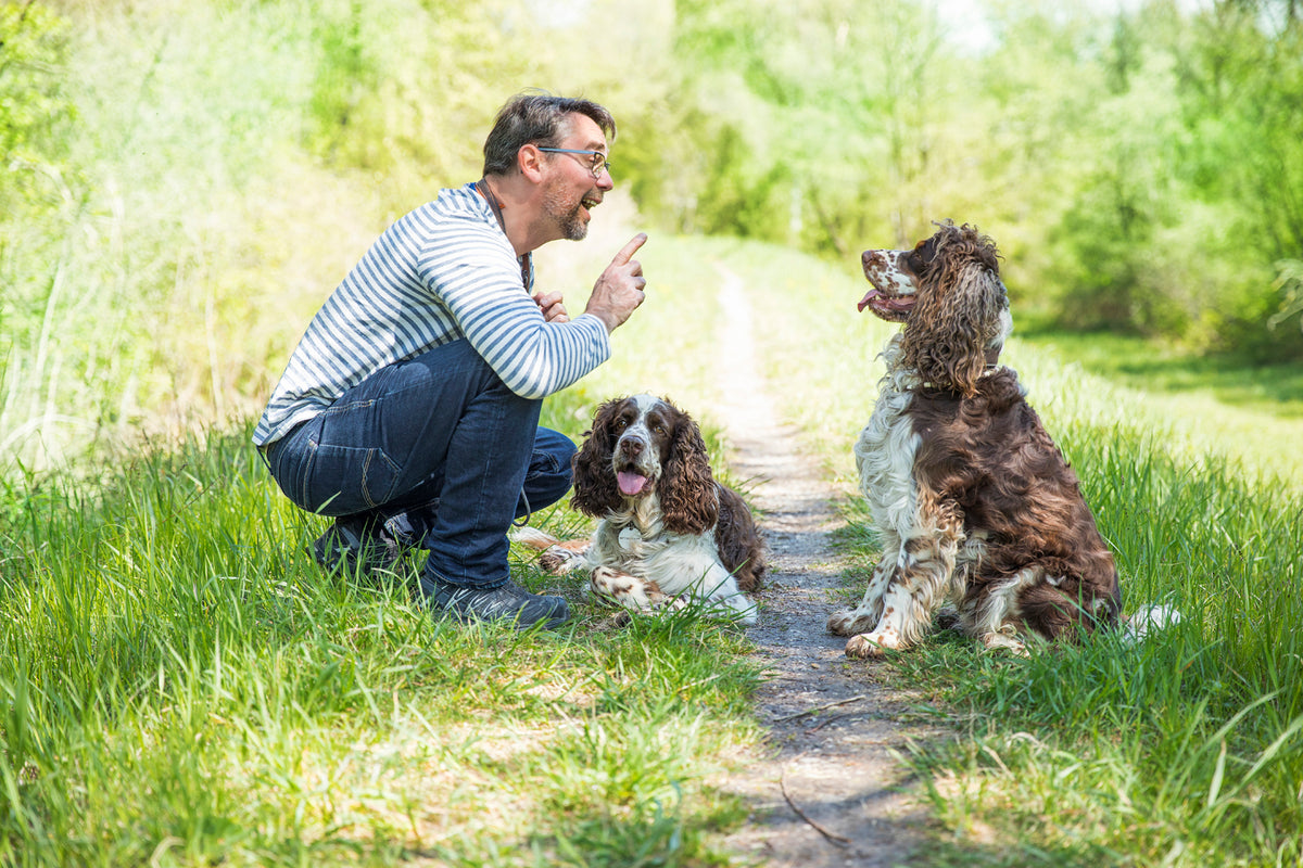 Tail-Wagging Training: Transform Dog Training into Fun!