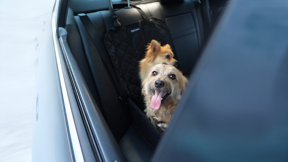 Dog Car Front Seat Cover & Seat Belt Bundle: Safety and Cleanliness ...